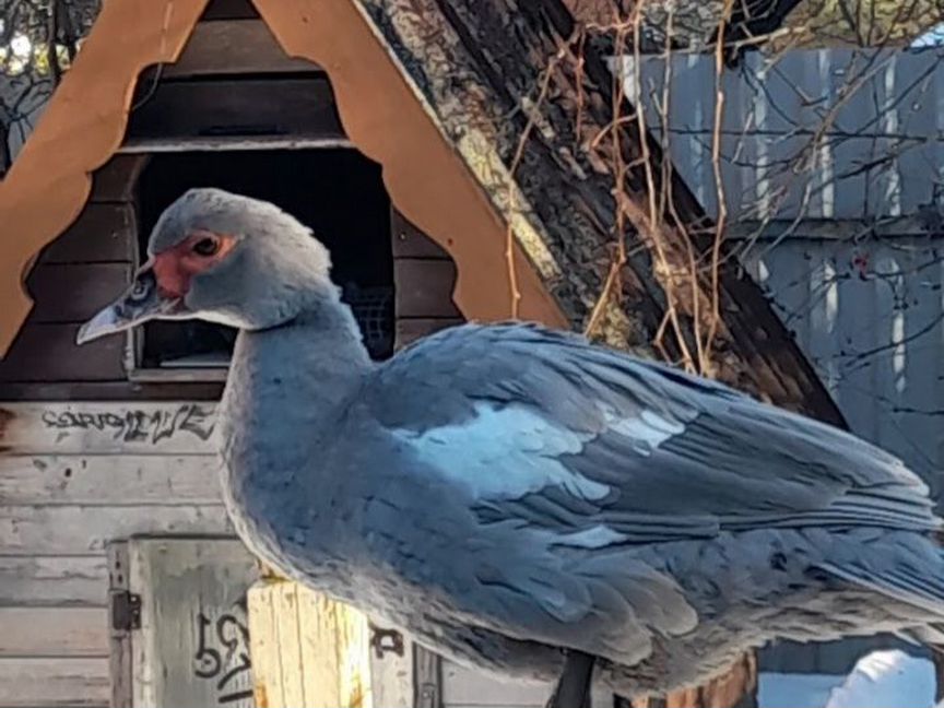 Мускусные индоутята в Лавандовом окрасе