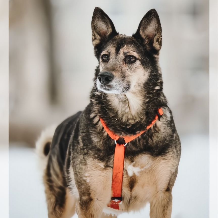 Взрослая собака в добрые руки