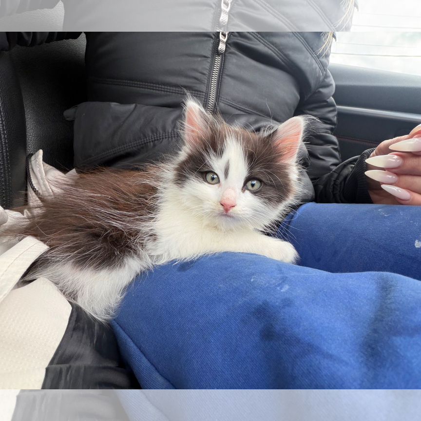 Котёнок в добрые руки