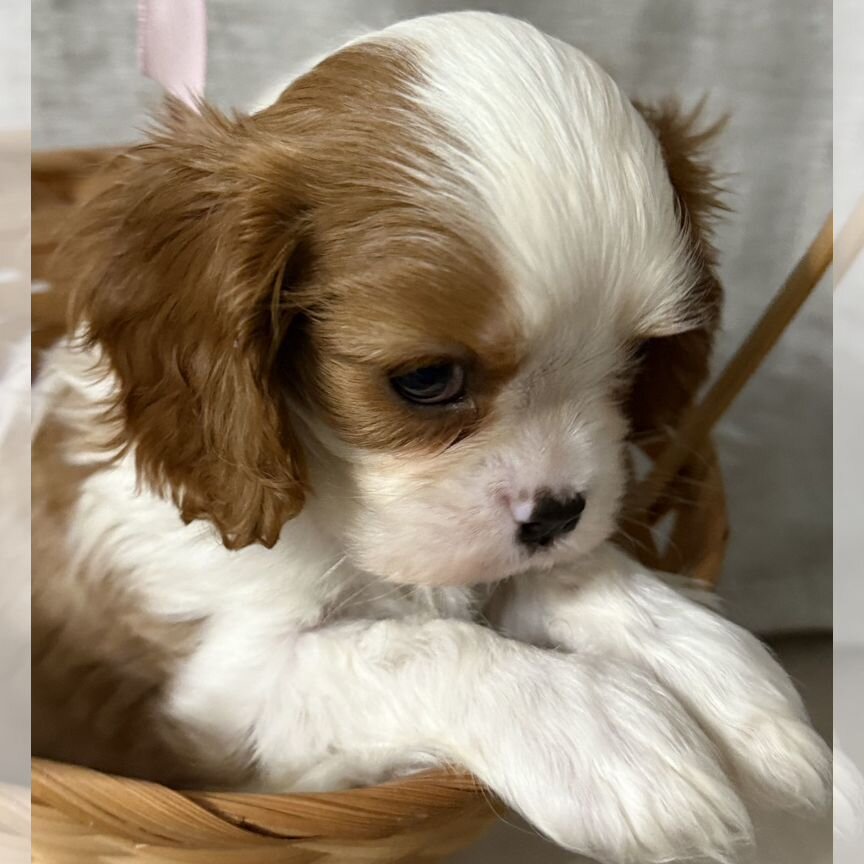 Кавалер кинг-чарльз-спаниель, щенок