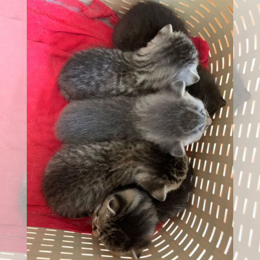 Котёнок в добрые руки