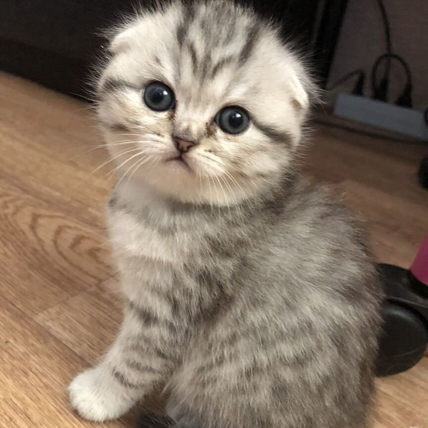 Шотландская