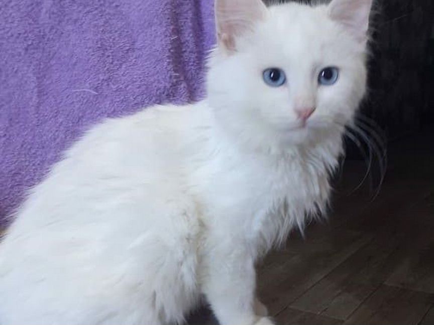 Котенок в добрые руки