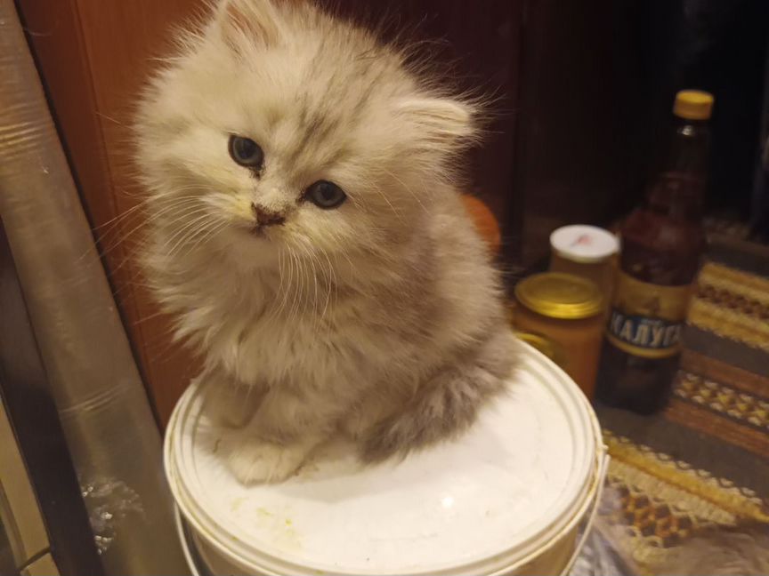 Котята шотландской вислоухой породы
