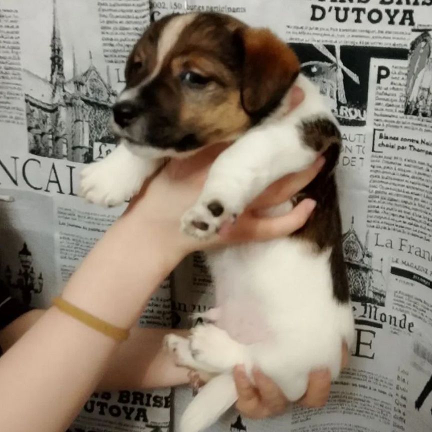 Джек-рассел-терьер, щенок