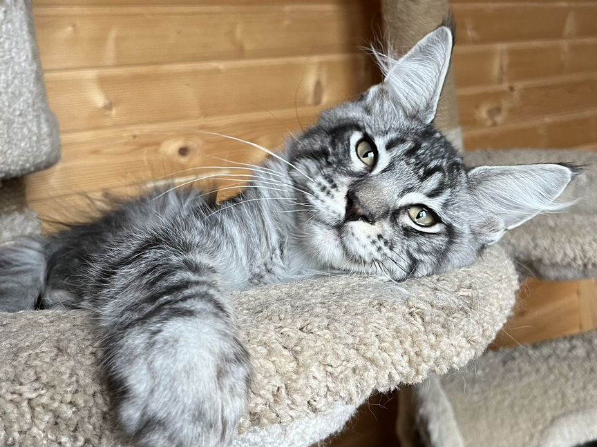 Мейн-кун крутой парень