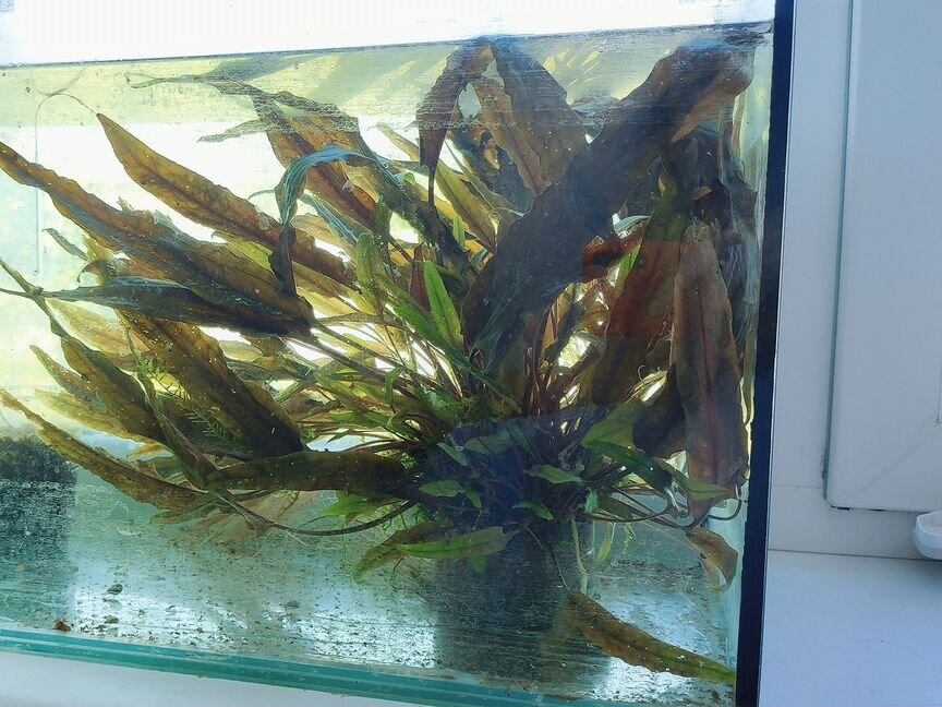 Криптокарина нури