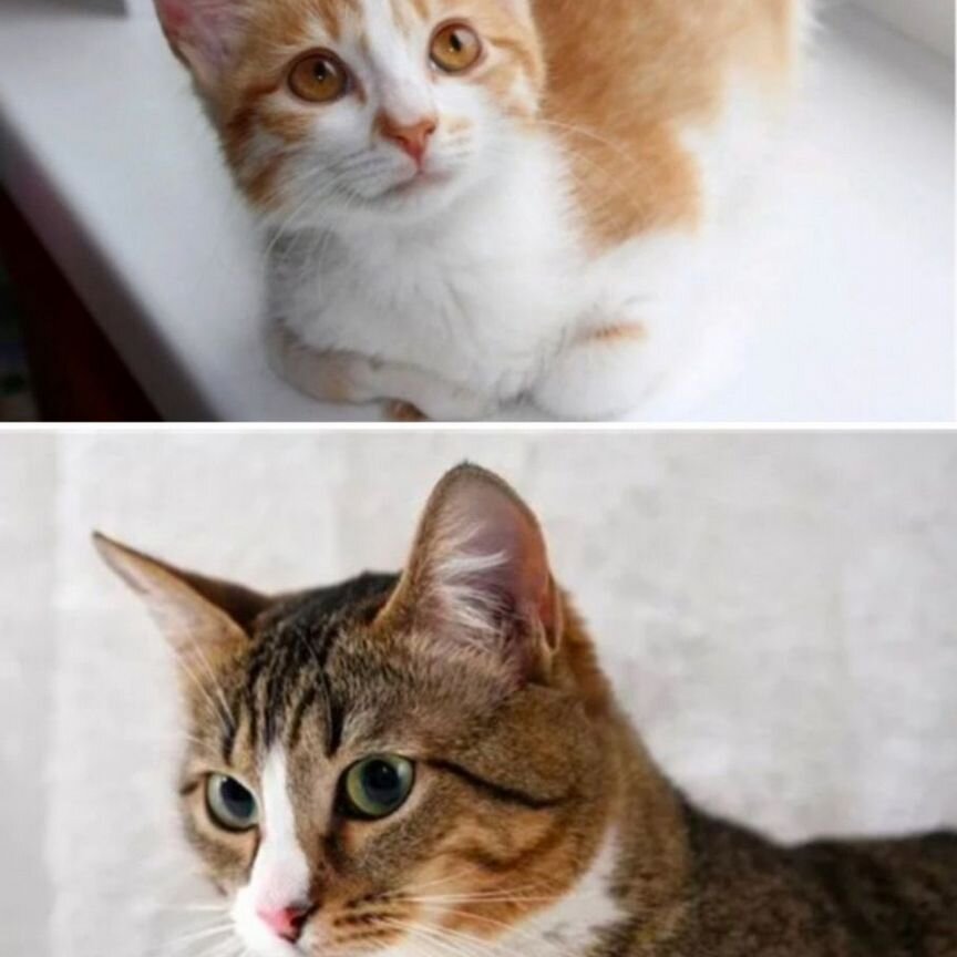 Кошка