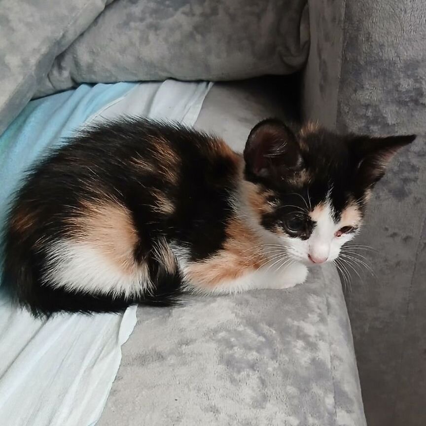 Ориентальный котёнок