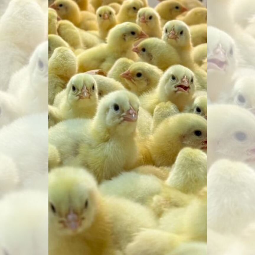 Цыплята бройлеры суточные