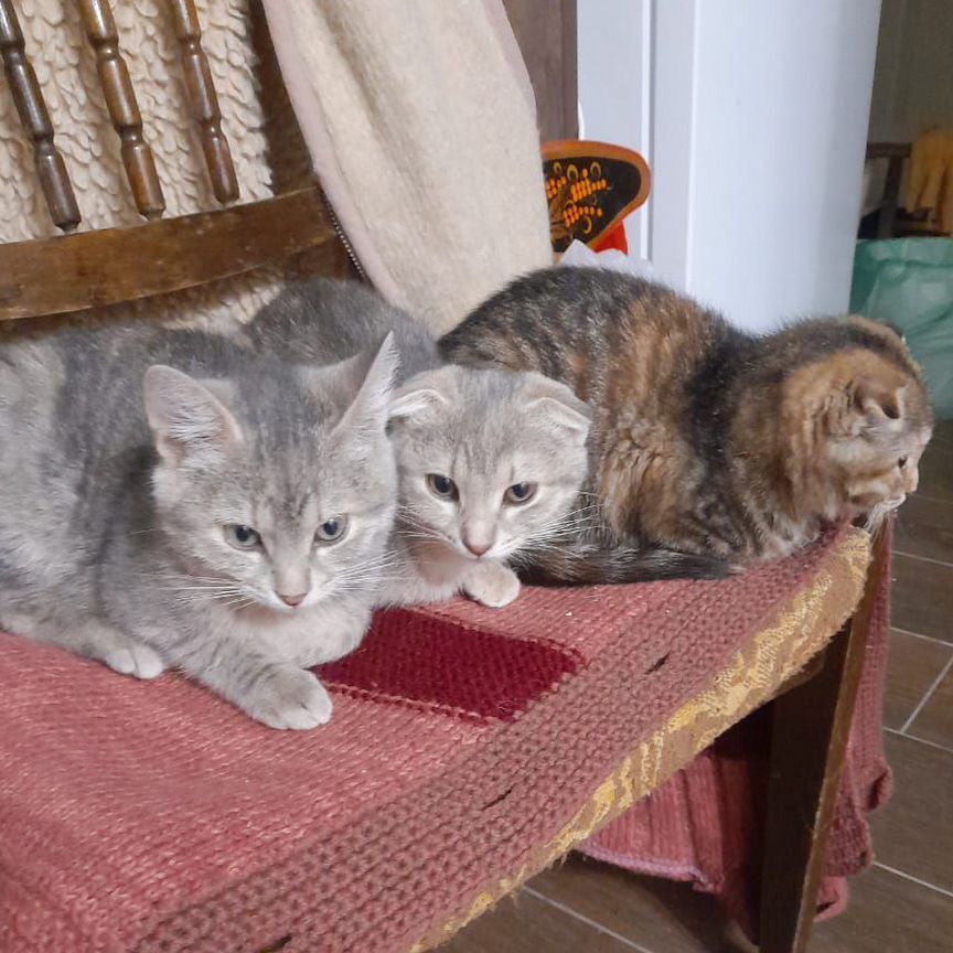 Котята ищут дом