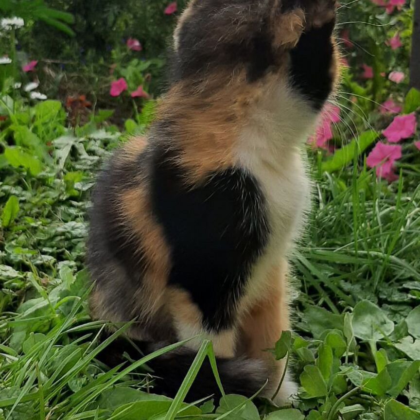 Котята в добрые руки бесплатно
