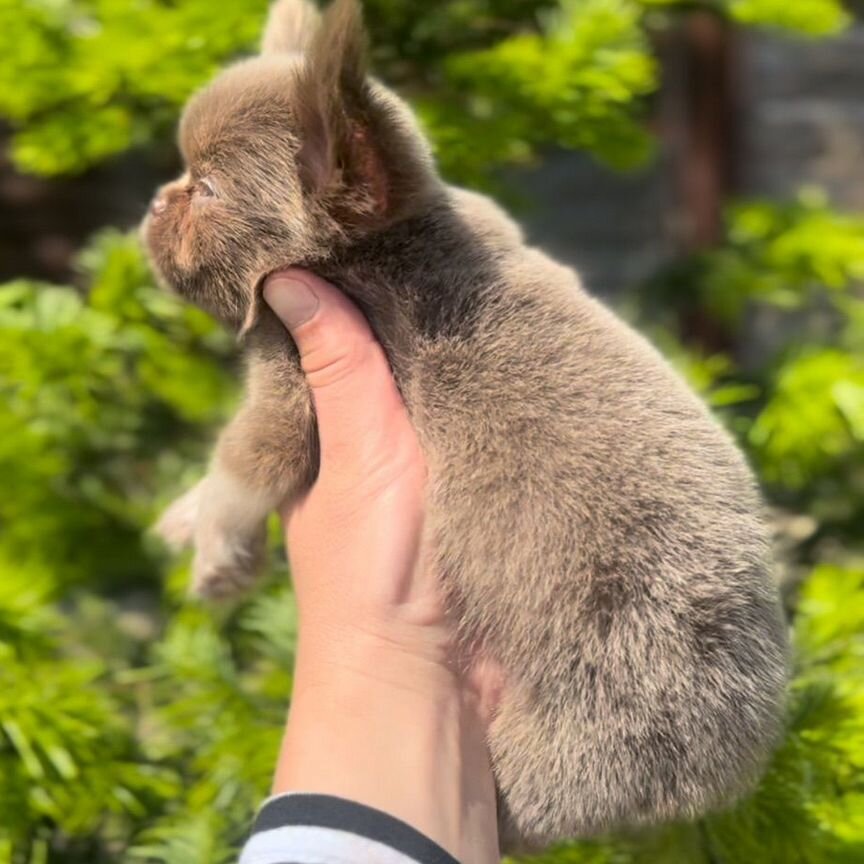 Чихуахуа