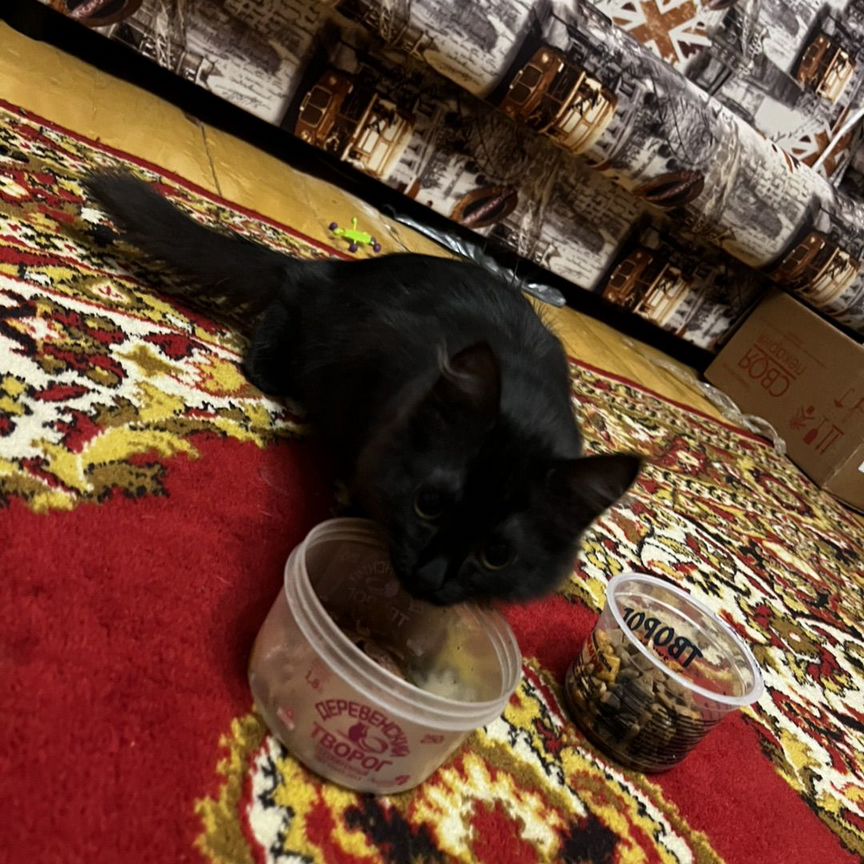 Кошечка в добрые руки бесплатно