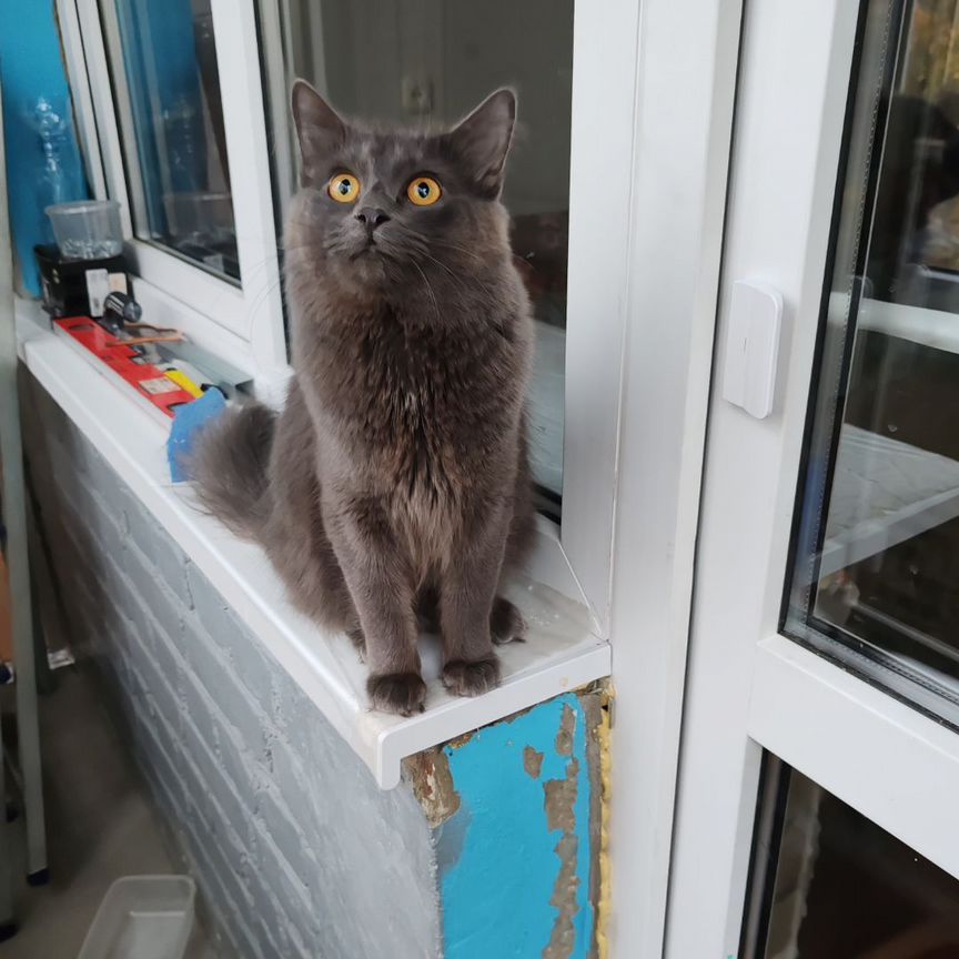 Котик ищет дом