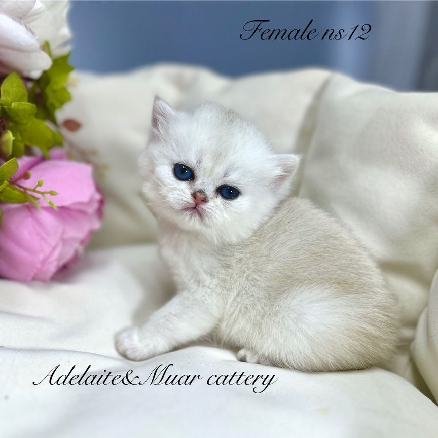 Серебринки двенашки ns12 cat