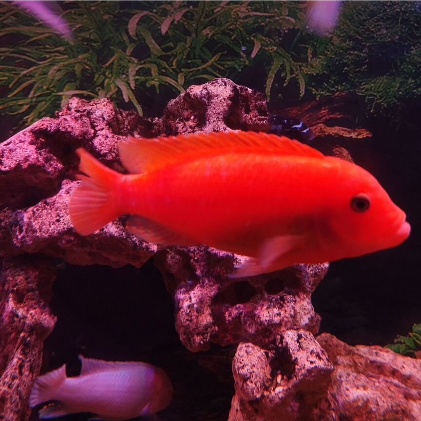 Цихлиды Малави мальки