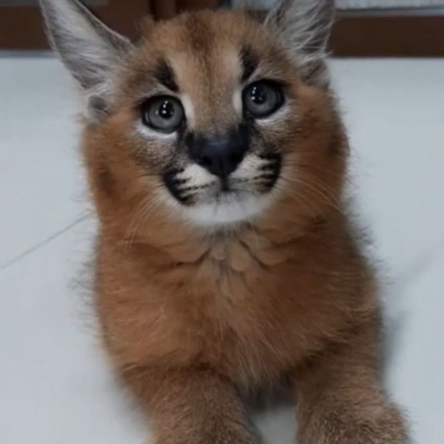 Редкие котята рысята
