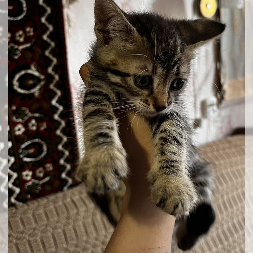 Отдам котят в добрые руки