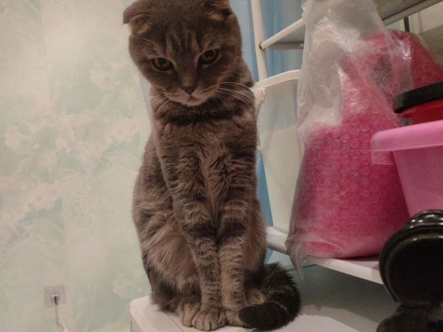 Шотландский кот
