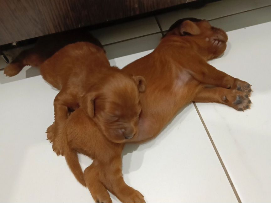 Щенки ирландский сеттер