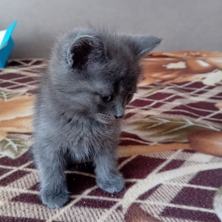 Котята помесь с британским котиком
