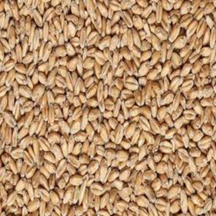 Зерно пшеницы