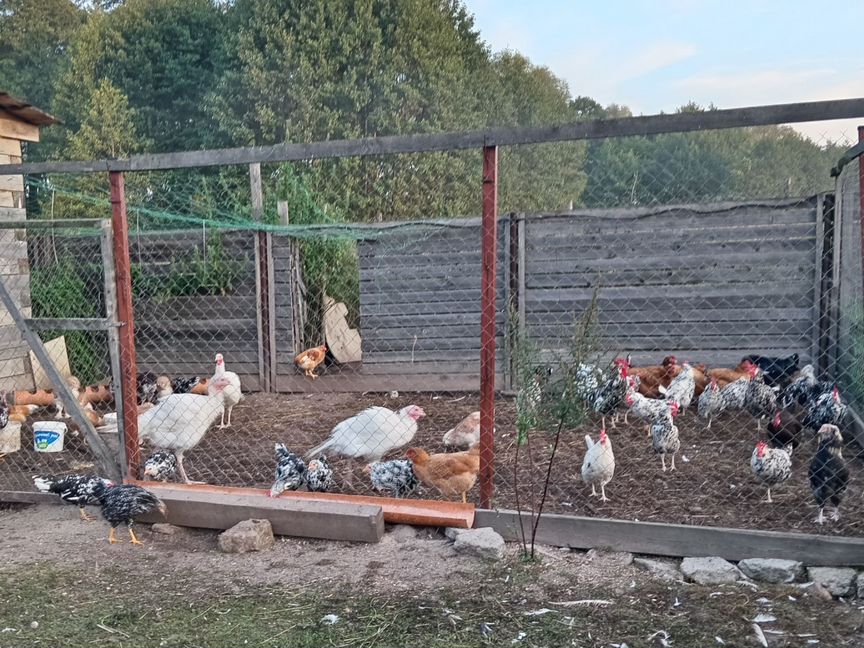 Путухи для кормления животных