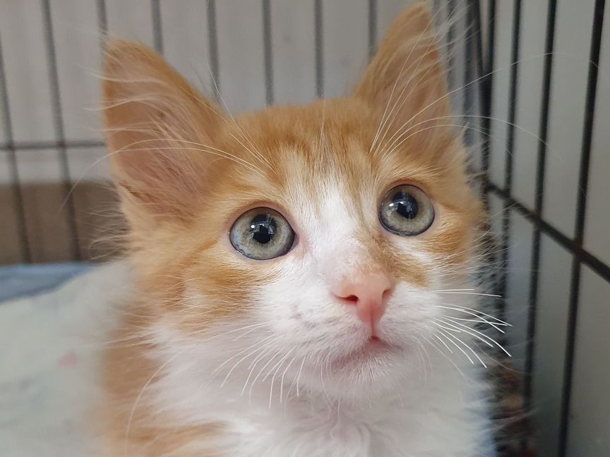 Котенок в добрые руки