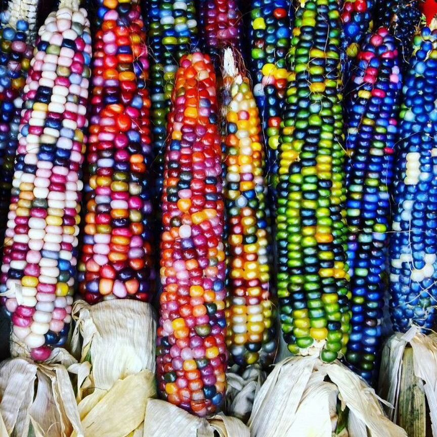 Цветная кукуруза Ацтеков, Свой урожай