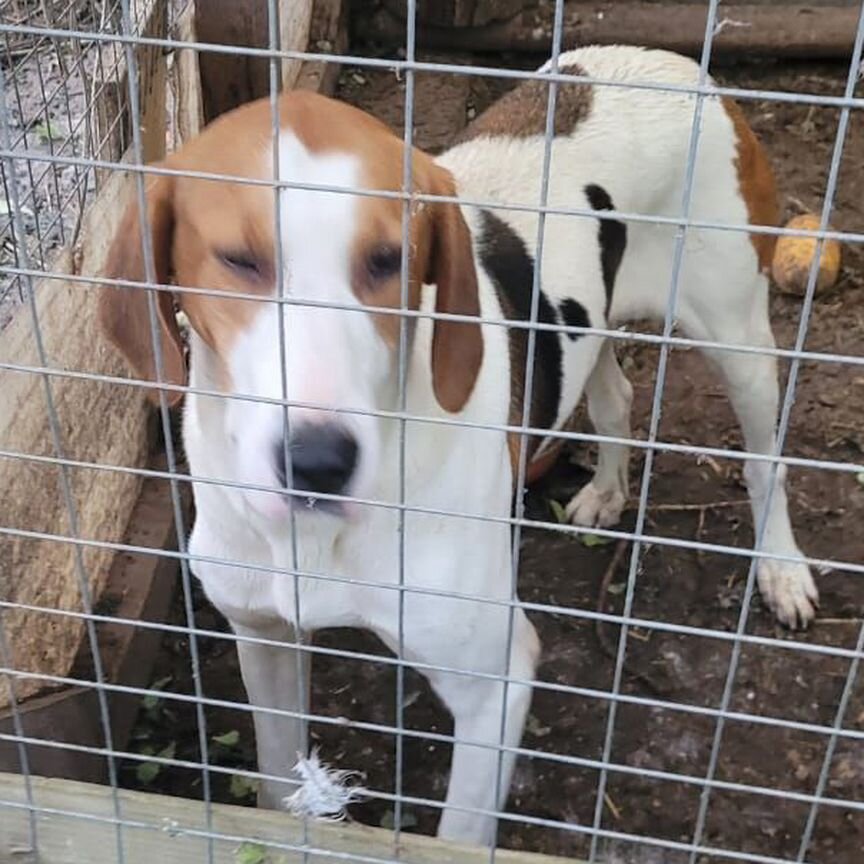 Эстонская гончая, взрослая собака