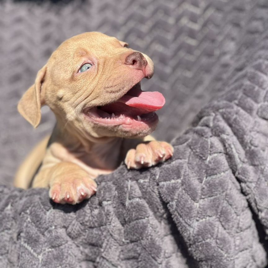 Булли разных окрасов