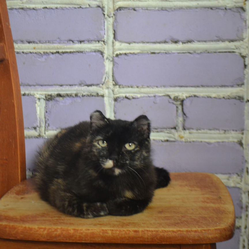 Кошка -трехцветка, очень умная кошка