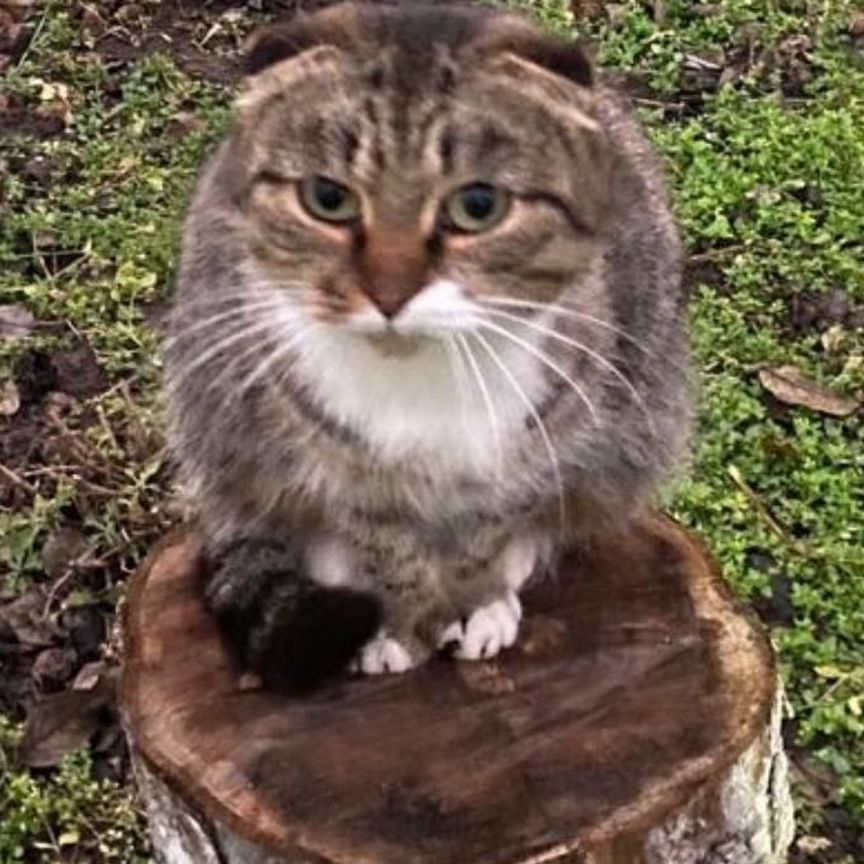 Взрослая кошка в добрые руки