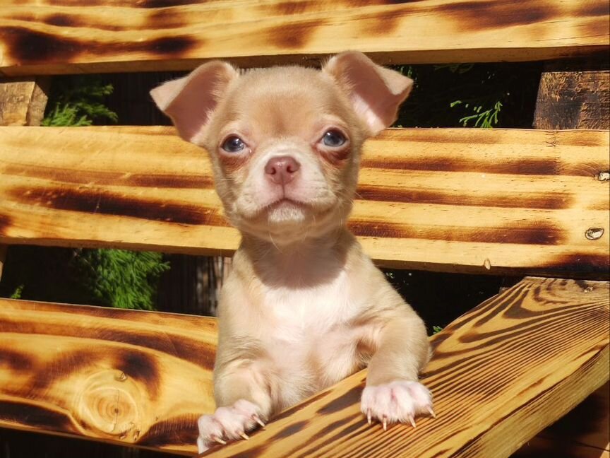 Чихуахуа с фото Boy