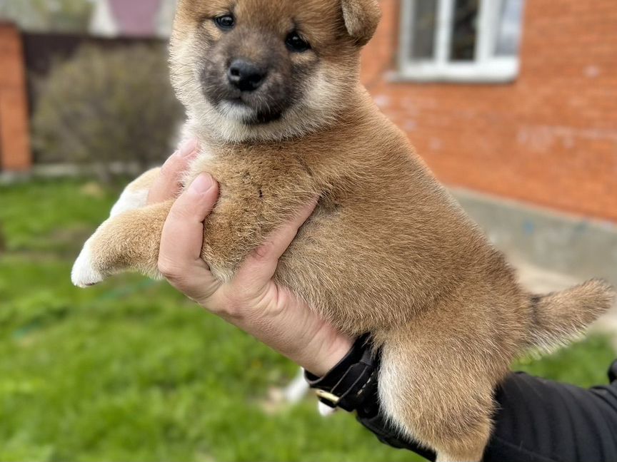 Щенки сиба ину