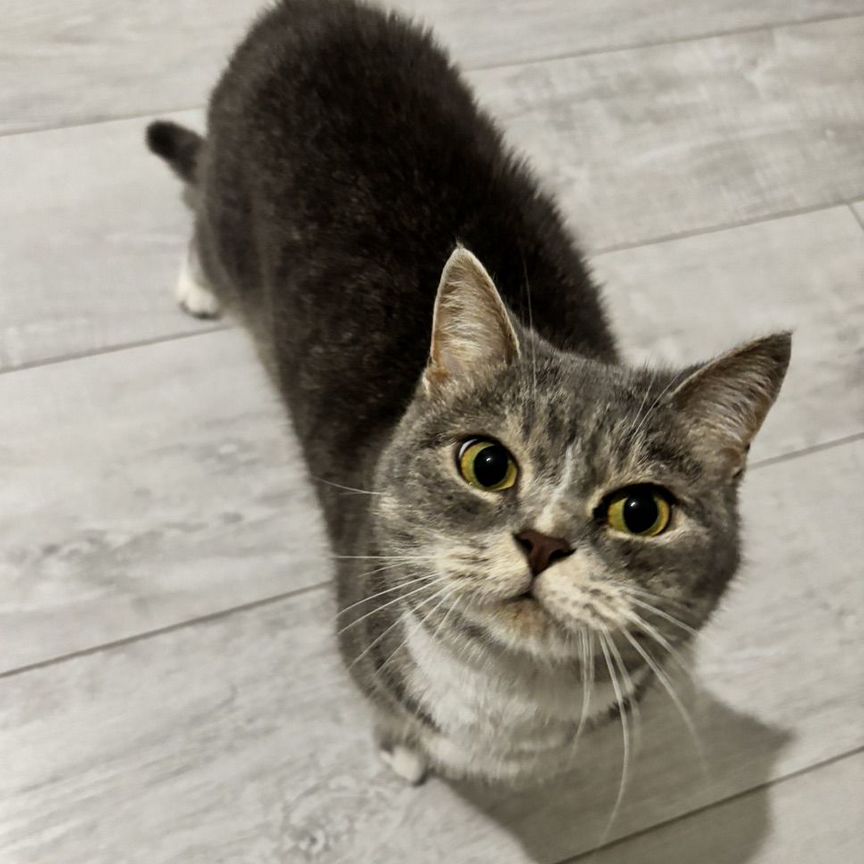 Кошка