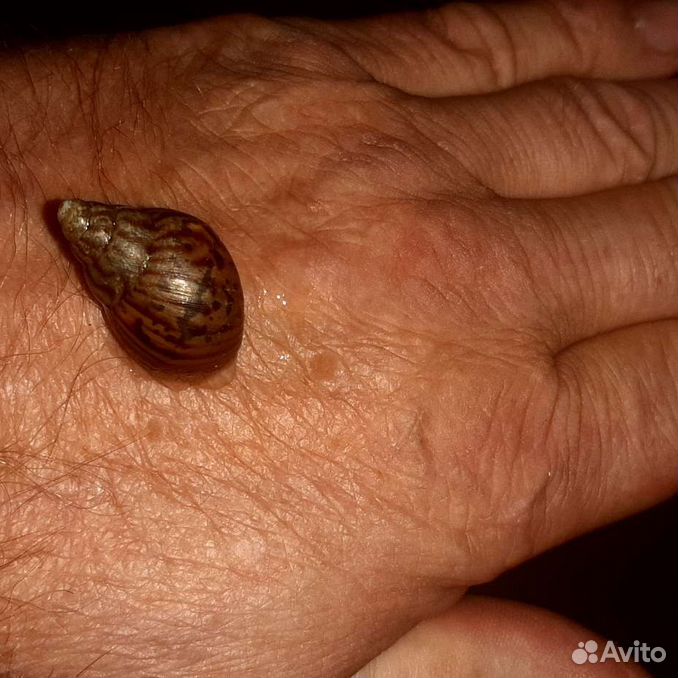 Улитки ахатины маленькие