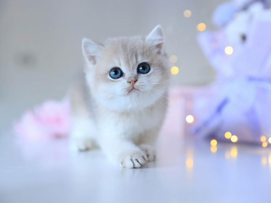 Британские котята