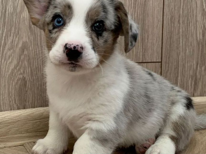 Вельш-корги кардиган мраморный