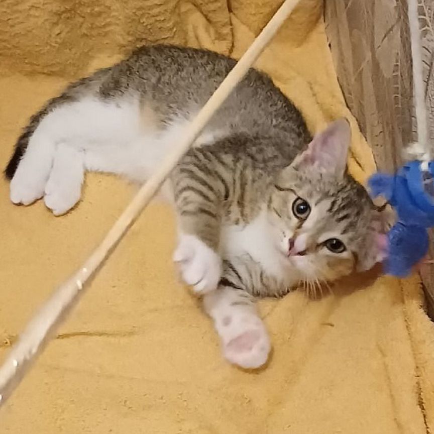Европейский короткошёрстный котёнок
