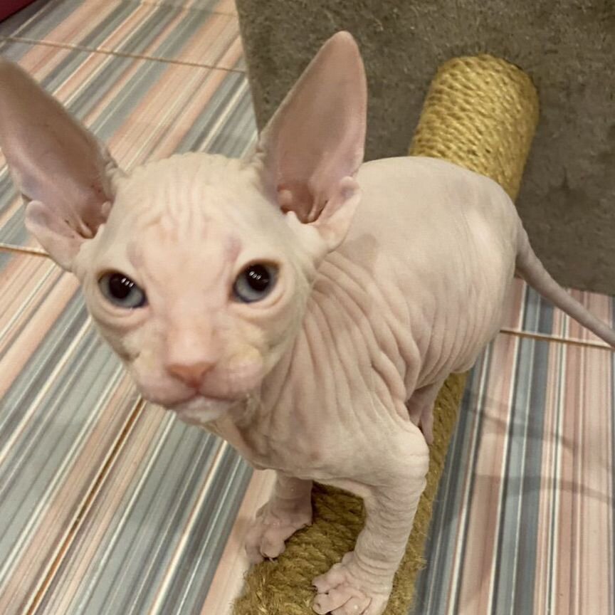 Донской сфинкс котёнок