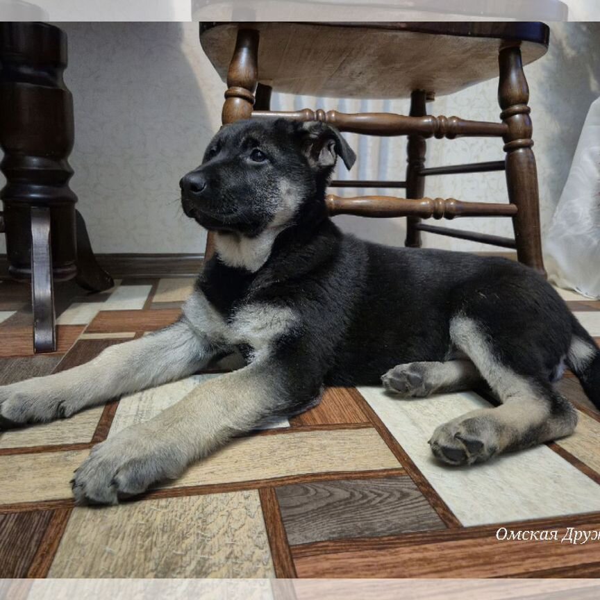 Восточноевропейская овчарка, щенок