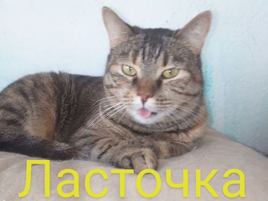 Кошечка по имени Ласточка