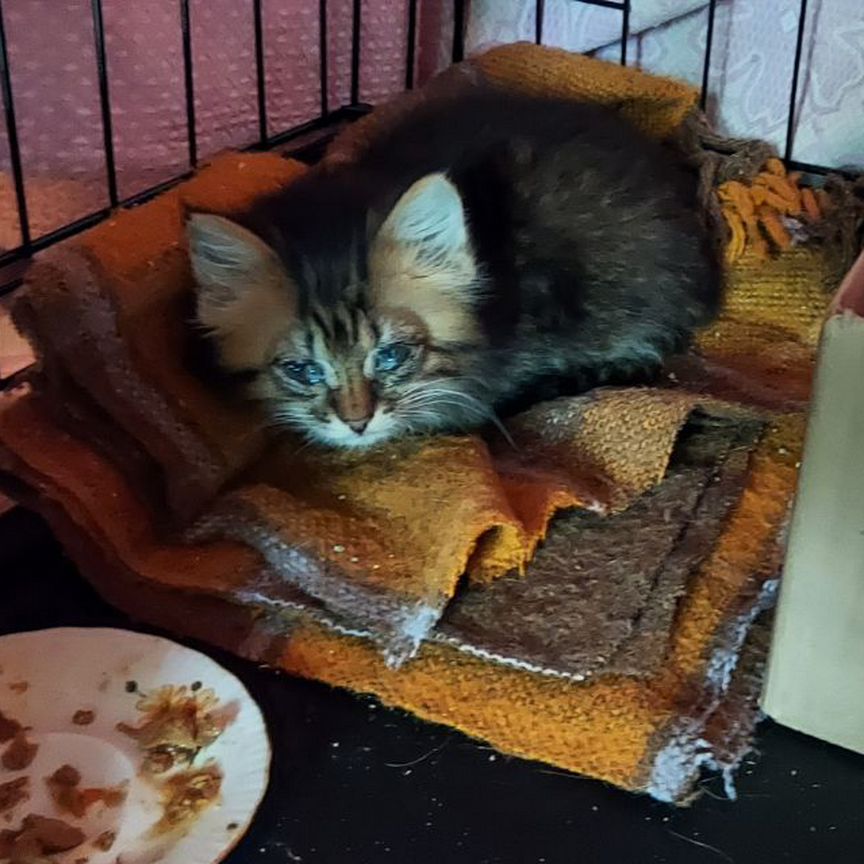 Котенок девочка в добрые руки