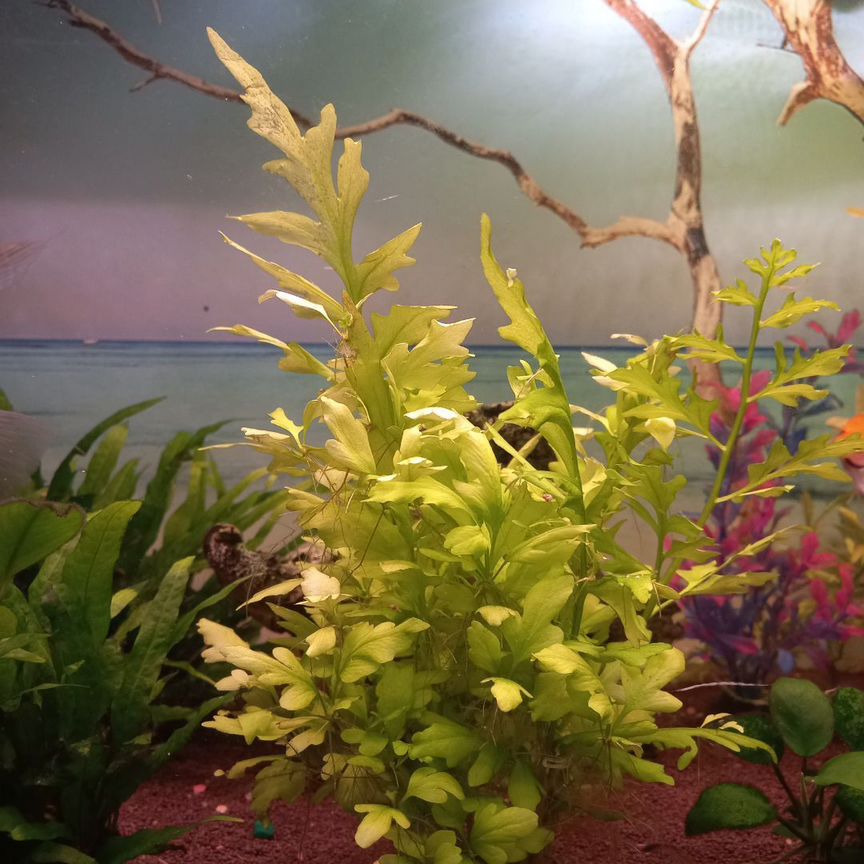 Аквариумное растение