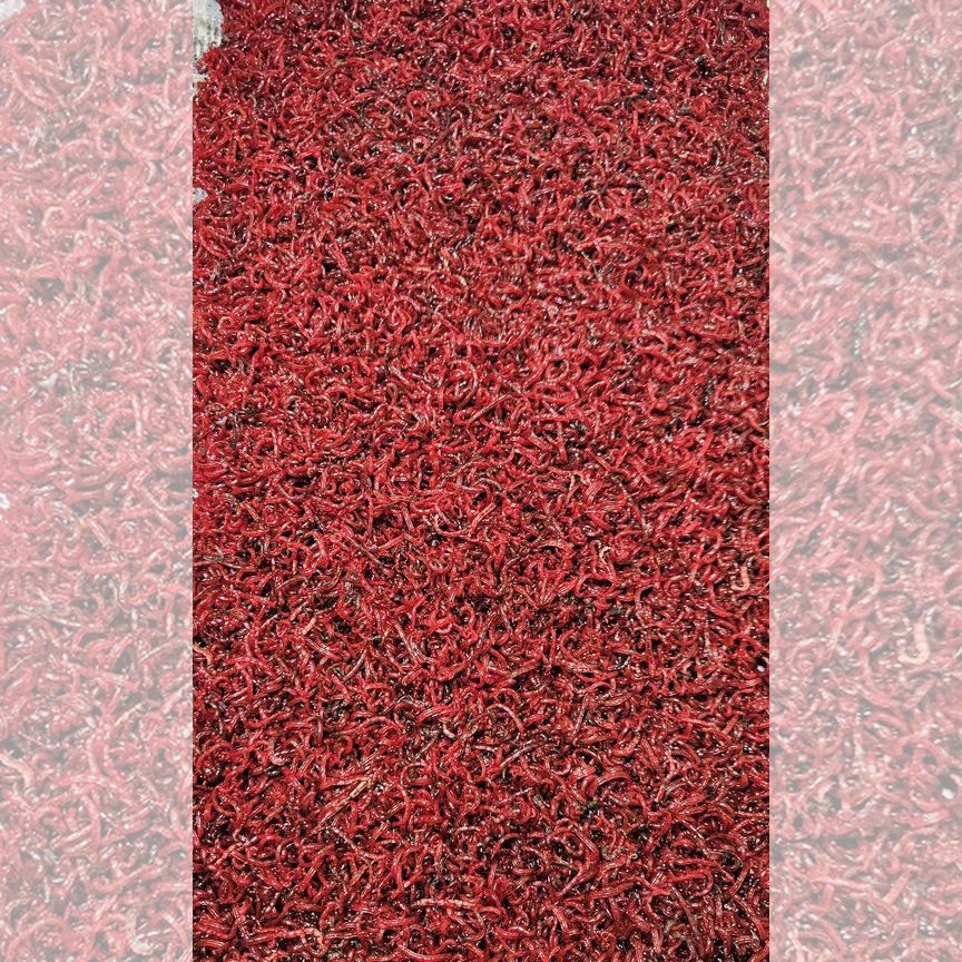 Мотыль насадочный