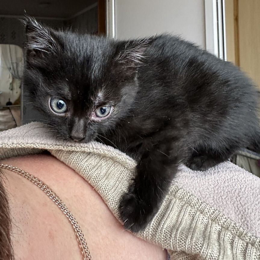 Котёнок в добрые руки