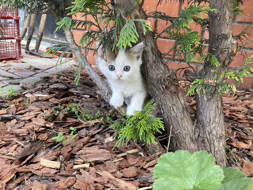 Котяточки в добрые руки