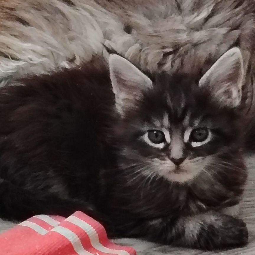 Котята мейн-кун